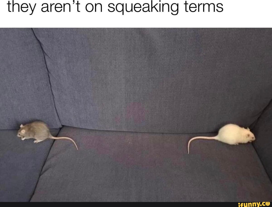 Tney aren't on squeaking terms - iFunny