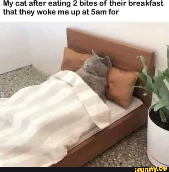 My cat after eating 2 bites of their breakfast that they woke me up at ...