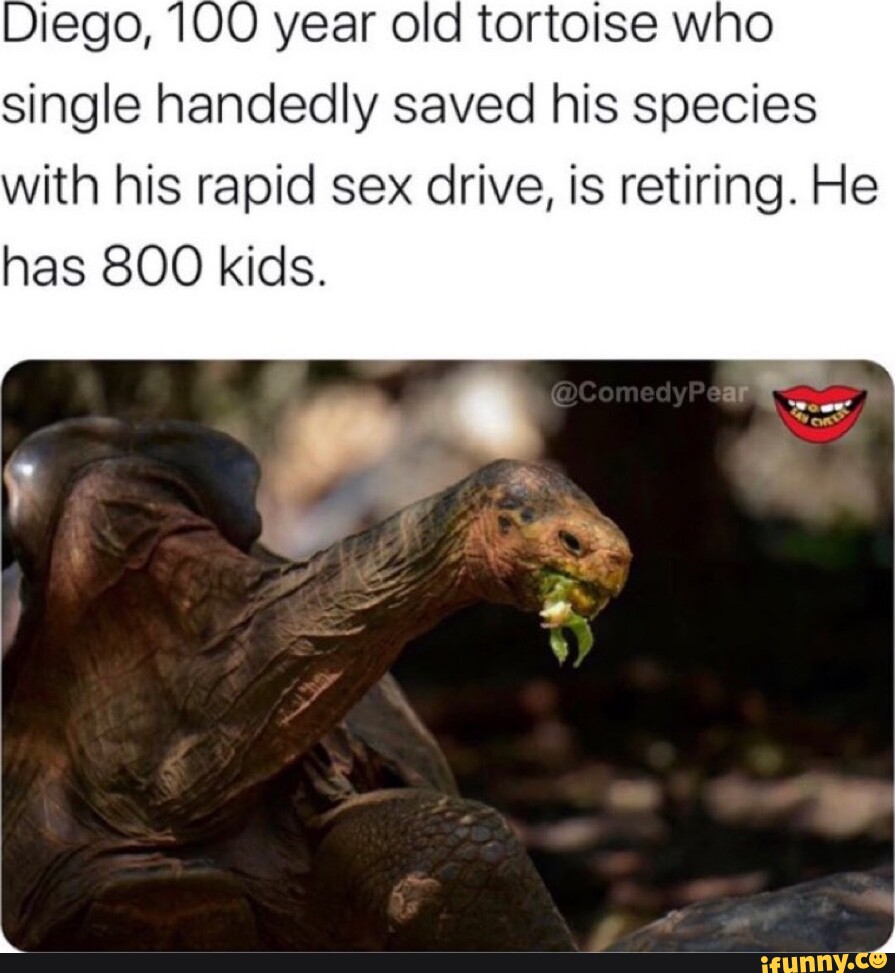Diego, 100 year old tortoise who single handedly saved his species with ...