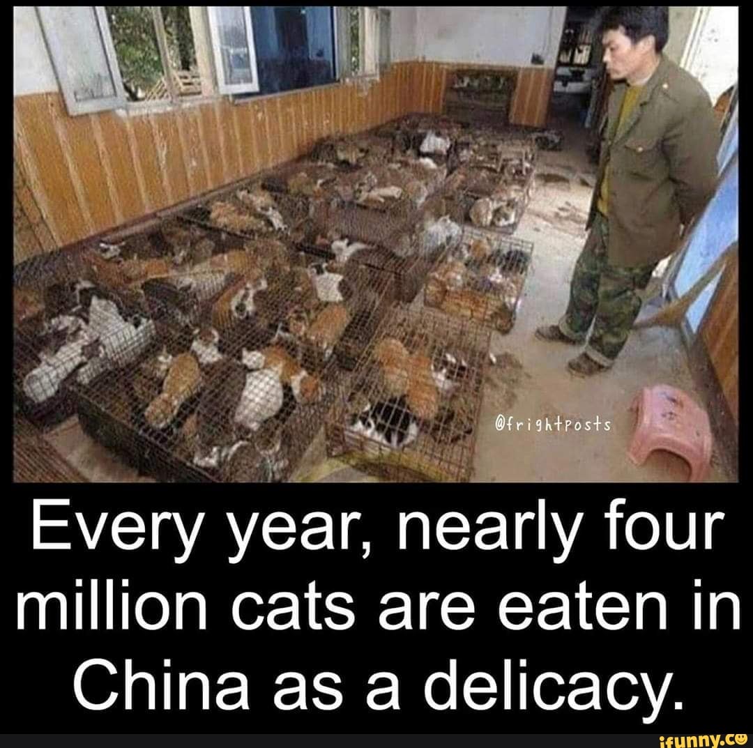 Every year, nearly four million cats are eaten in China as a delicacy ...