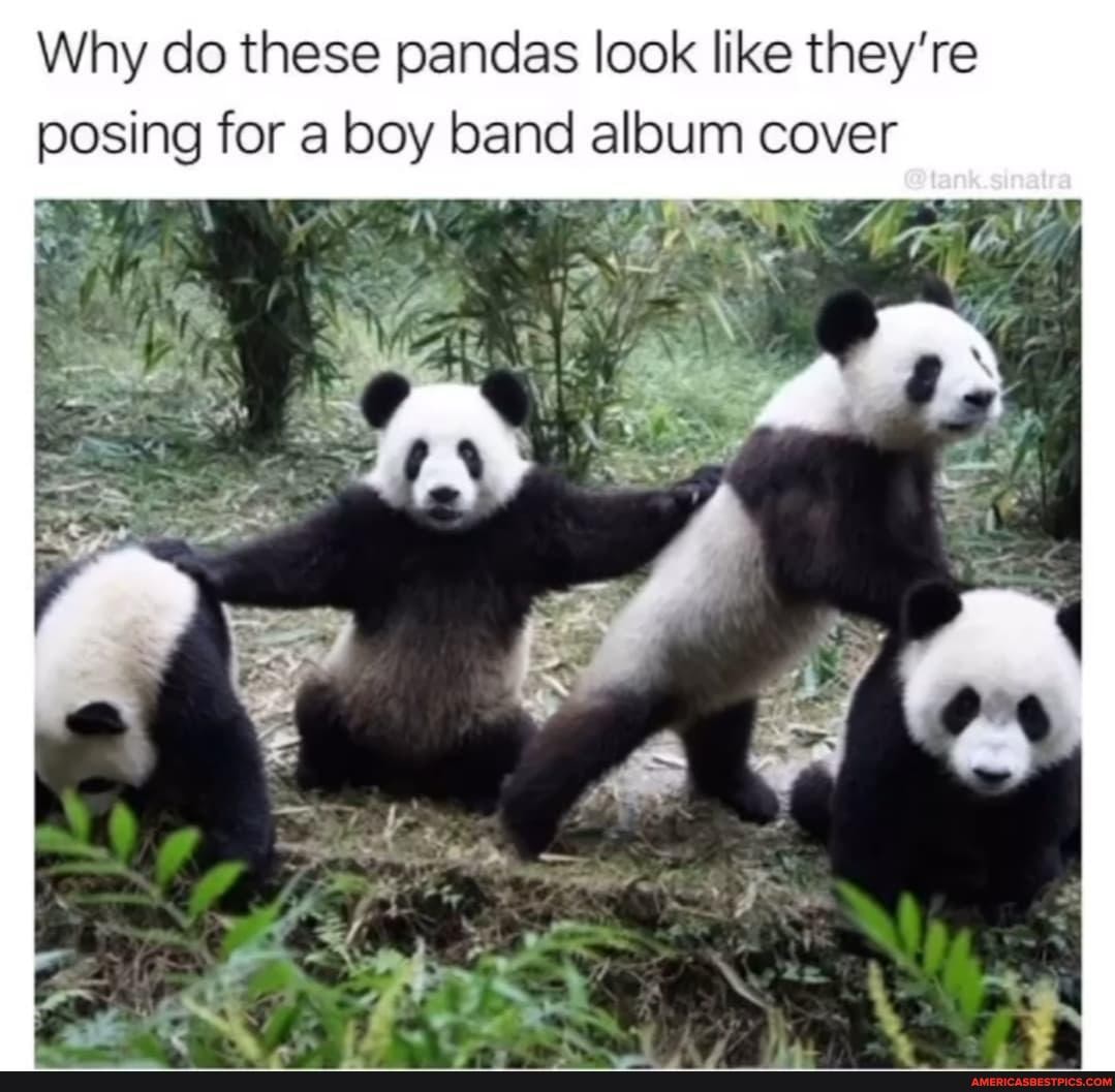 Let's pose friends - Why do these pandas look like they're posing for a ...