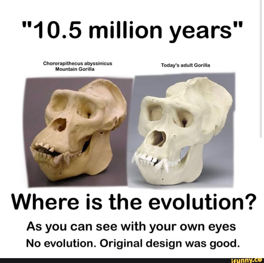 "10.5 million years" Chororapithecus abyssinicus Today's adult Gorilla ...