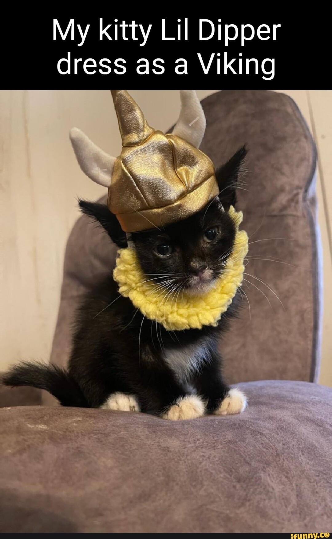 My kitty Lil Dipper dress as a Viking I rs - iFunny