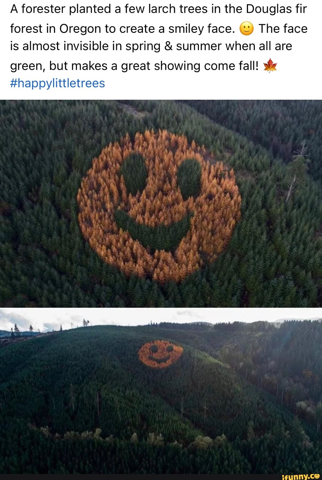 A forester planted a few larch trees in the Douglas fir forest in ...