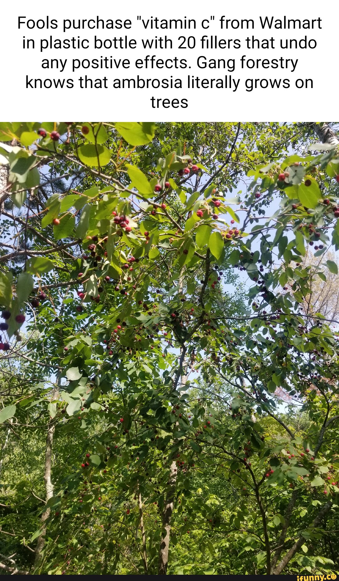 Ambrosia memes. Best Collection of funny Ambrosia pictures on iFunny