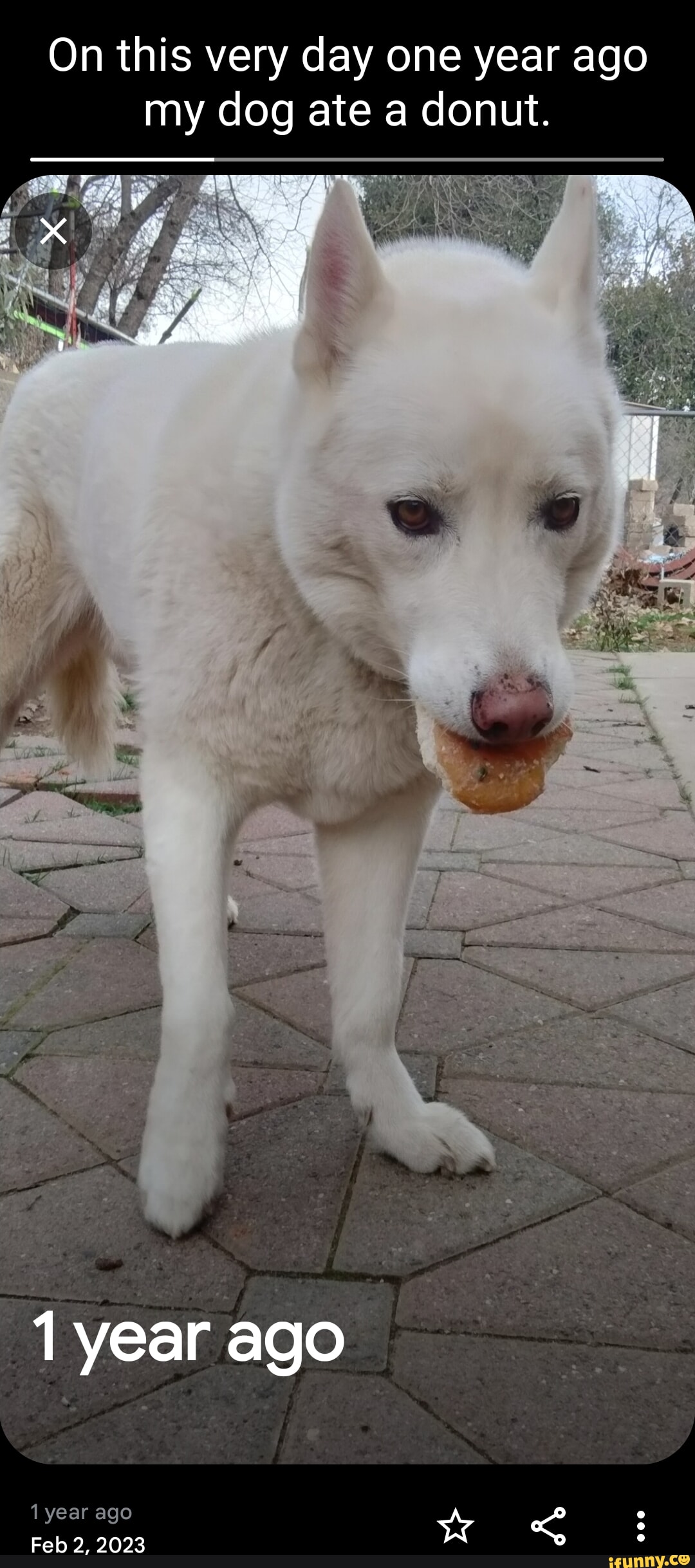 Donut memes. Best Collection of funny Donut pictures on iFunny