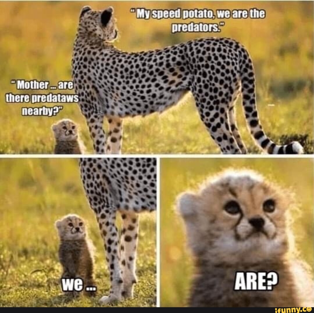 =My speed potato.we are the, predators: Mother are There - iFunny
