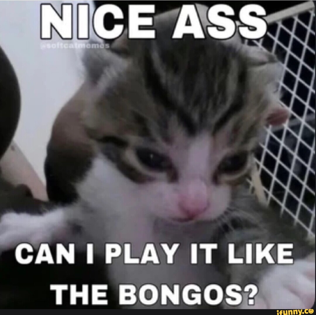 NICE ASS CAN I PLAY IT LIKE THE BONGOS? - iFunny