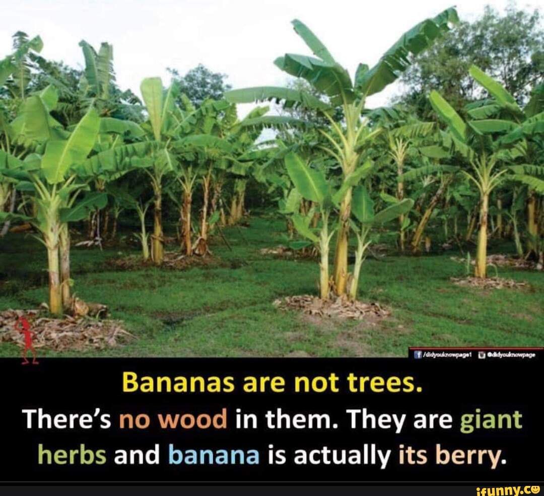Pp Bananas are not trees. There's no wood in them. They are giant herbs ...