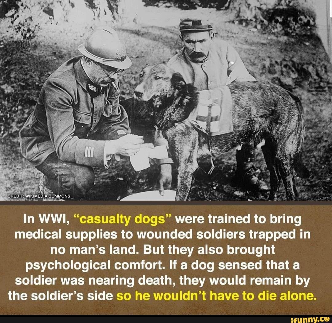 In WWI, "casualty dogs" were trained to bring medical supplies to ...