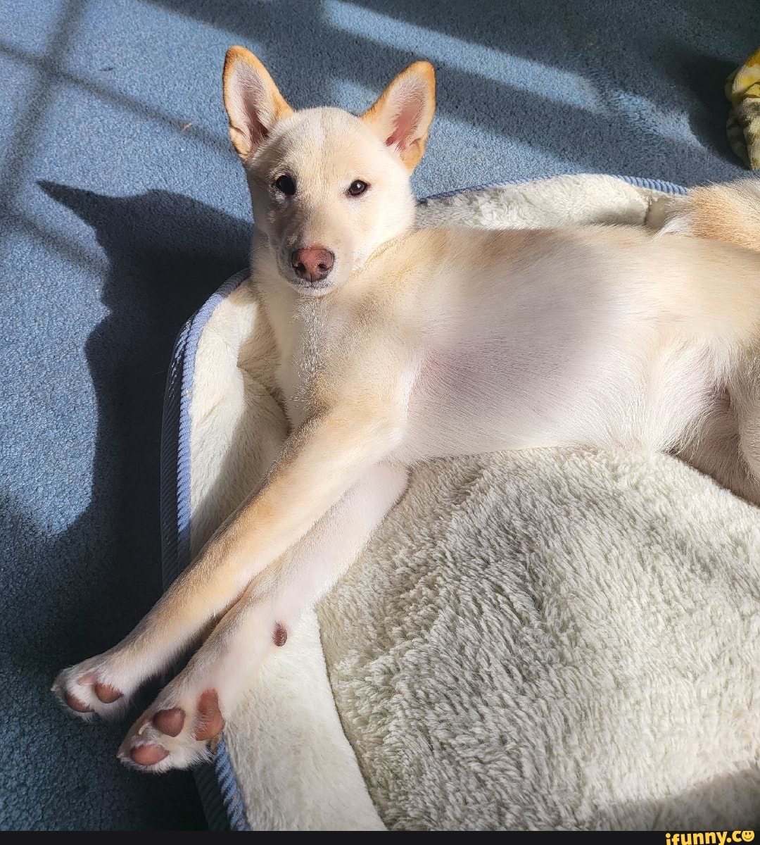 Memedog memes. Best Collection of funny Memedog pictures on iFunny