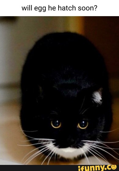 Hatch memes. Best Collection of funny Hatch pictures on iFunny