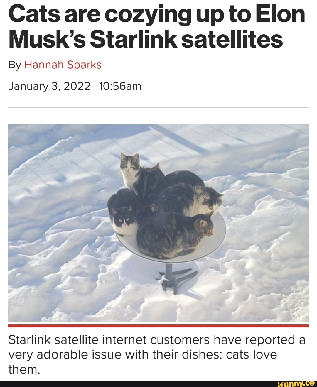 Cats are cozying up to Elon Musk's Starlink satellites By Hannah Sparks ...