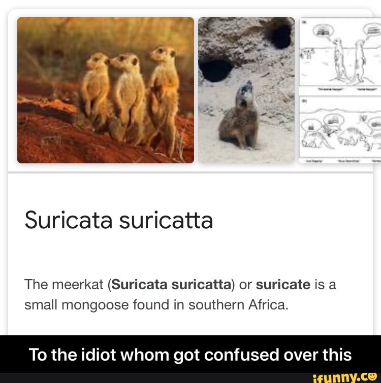 Suricatta memes. Best Collection of funny Suricatta pictures on iFunny