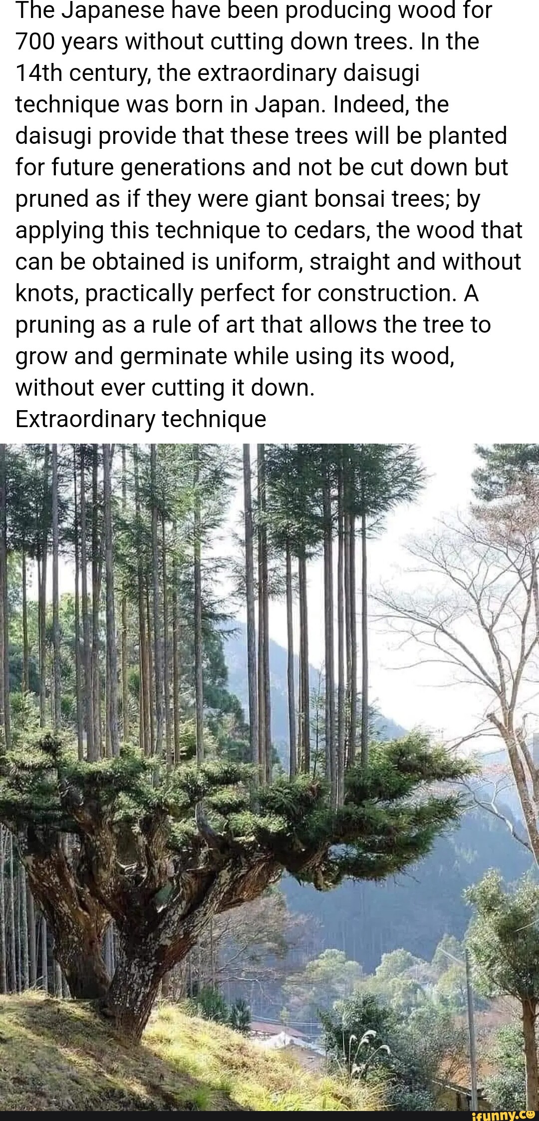 Daisugi memes. Best Collection of funny Daisugi pictures on iFunny