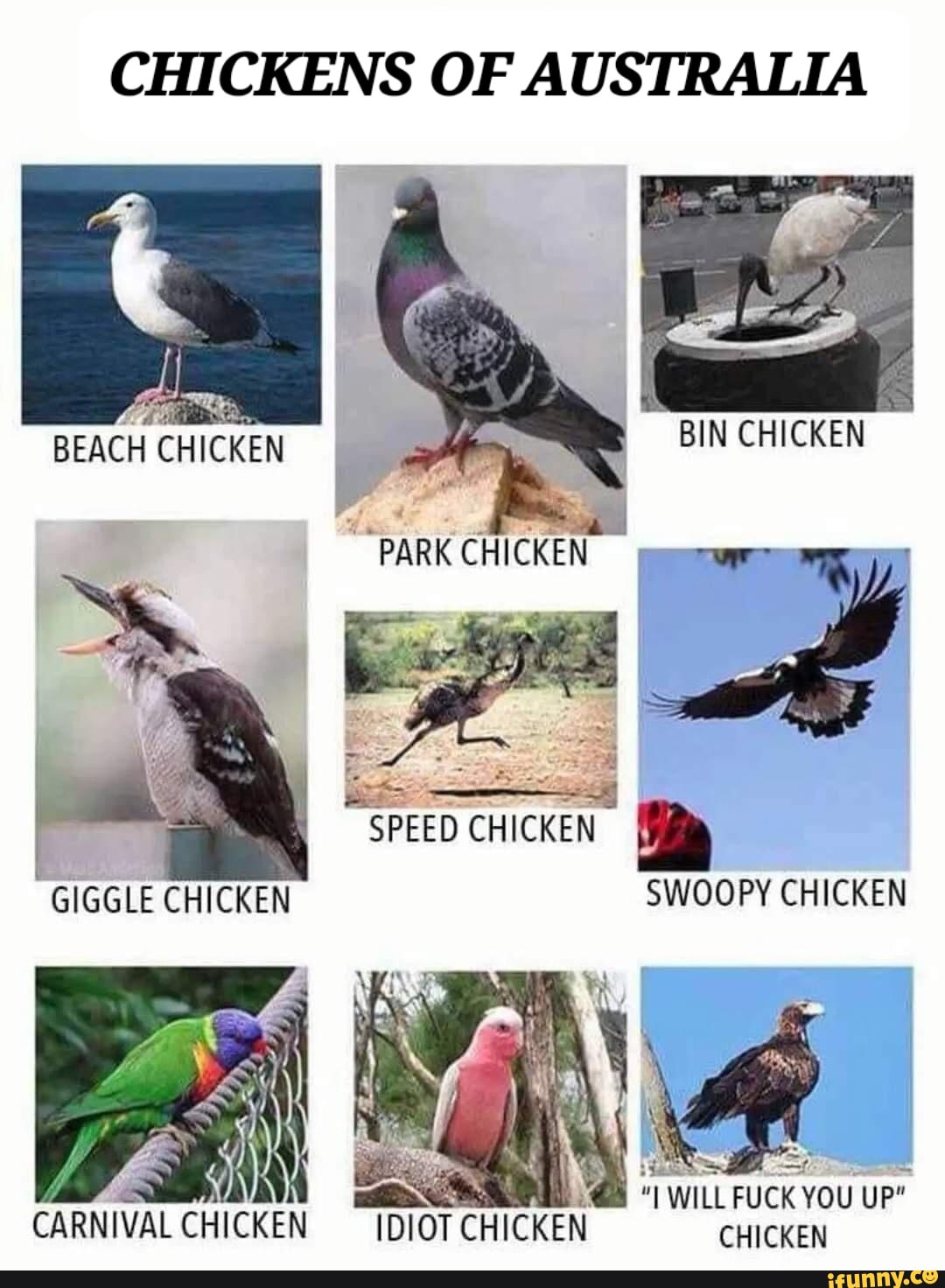 CHICKENS OF AUSTRALIA BEACH CHICKEN PARK CHICKEN SPEED CHICKEN GIGGLE ...
