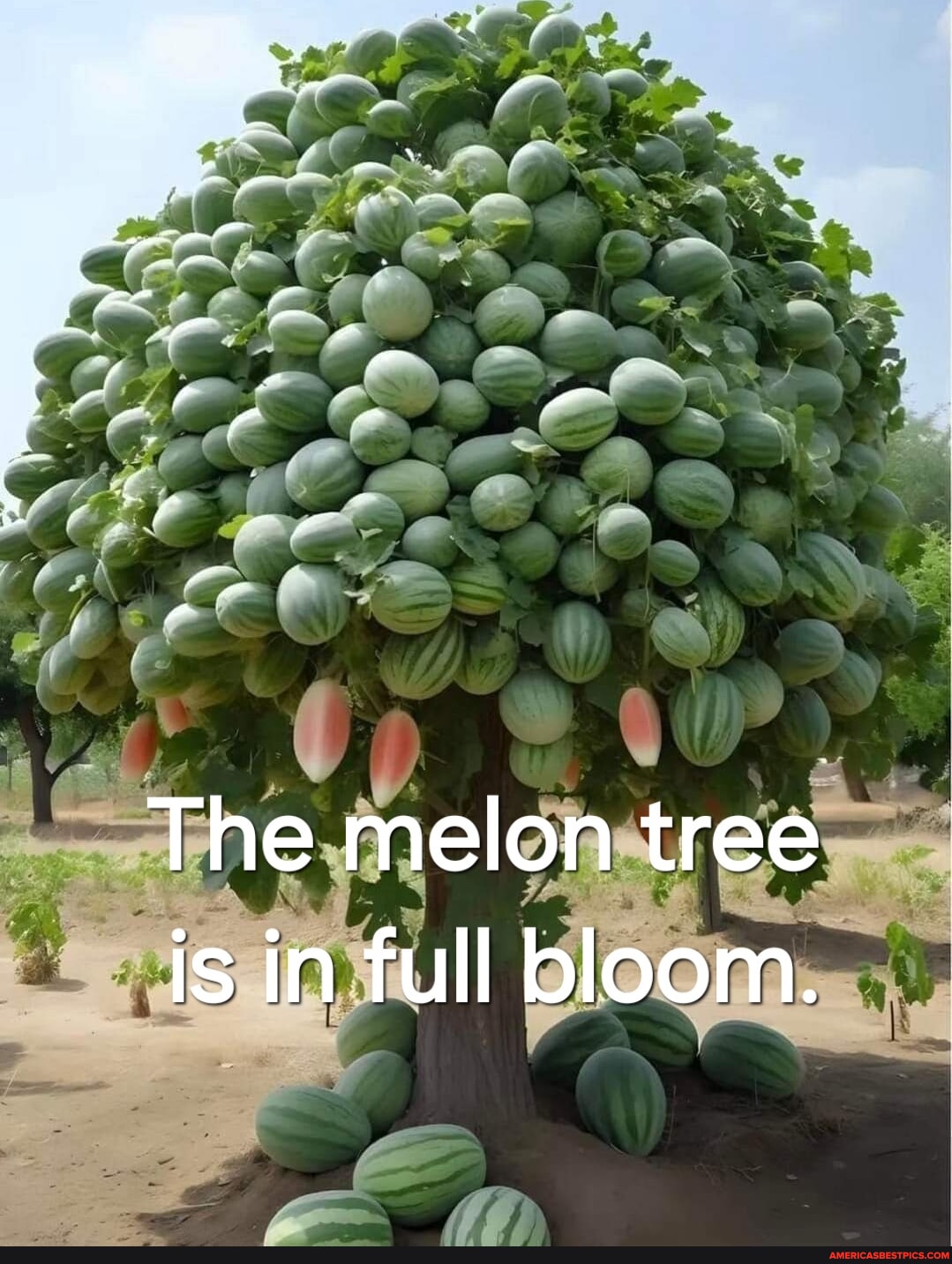 Itl ar A f " The melon tree is in full bloom. - America’s best pics and ...