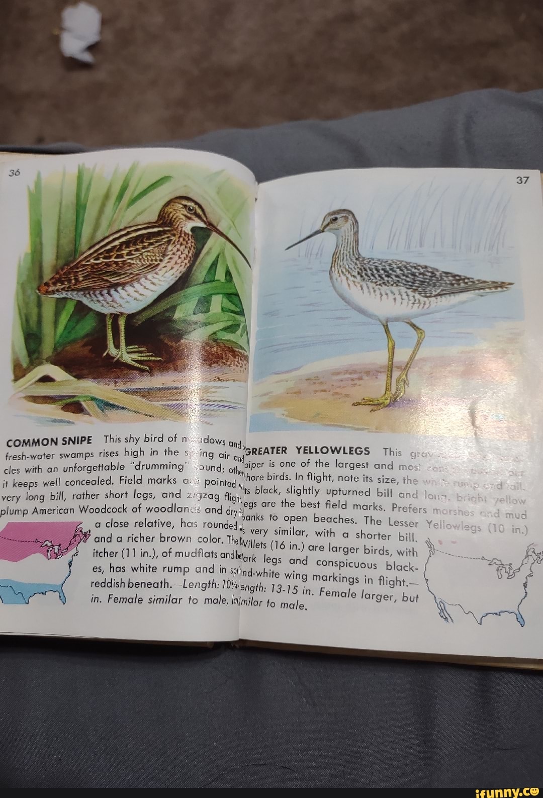 Is Shy Bird Of Adow Common Snipe This Shy Bird Of Fresh Water Swamps Rises High In The The Sing