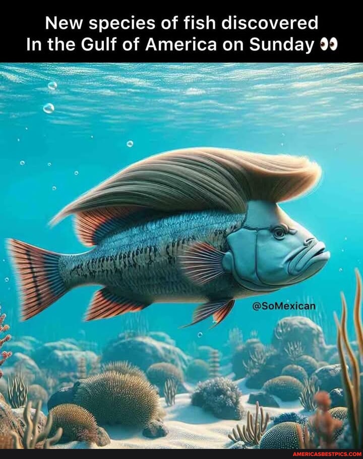 New species of fish discovered In the Gulf of America on Sunday 99 ...