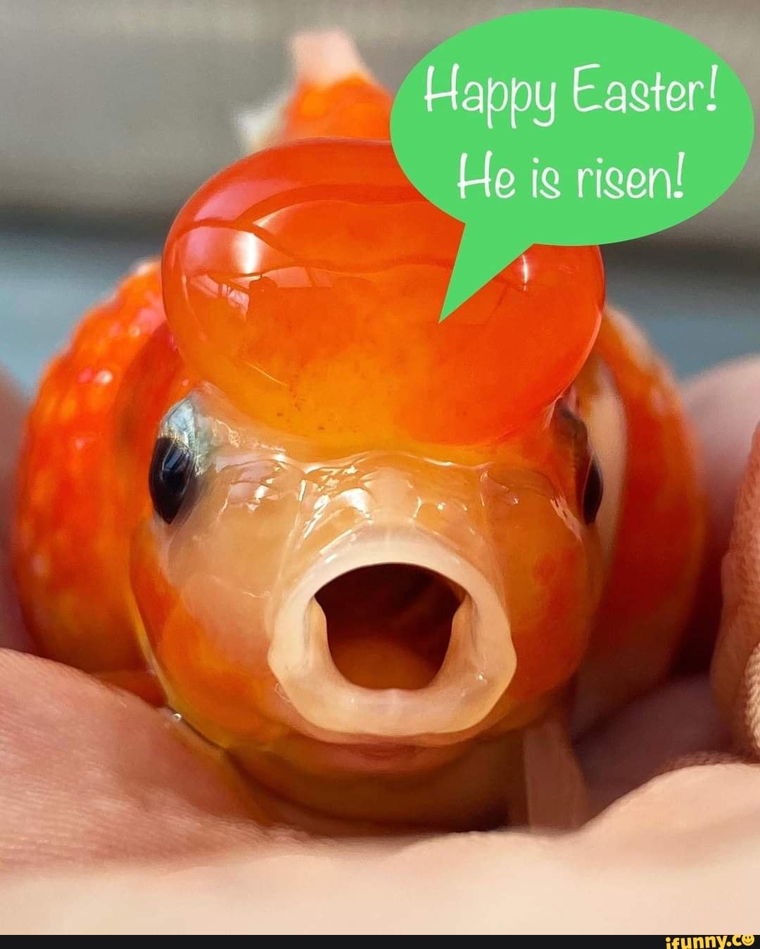 Rigen memes. Best Collection of funny Rigen pictures on iFunny