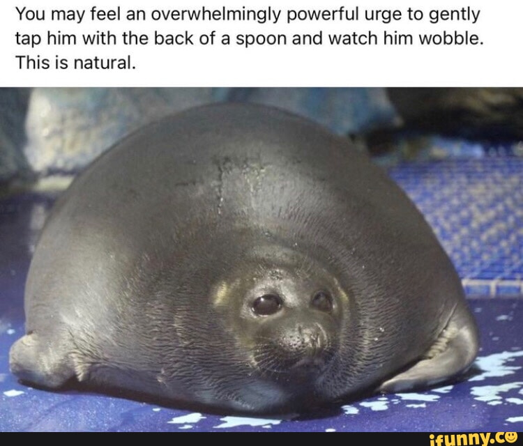Baikalseal memes. Best Collection of funny Baikalseal pictures on iFunny