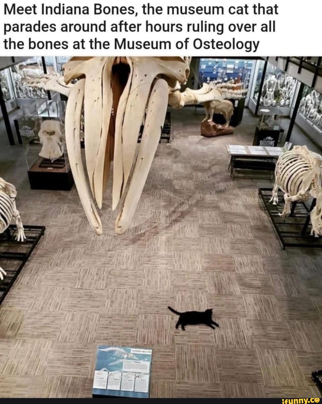 Meet Indiana Bones, the museum cat that parades around after hours ...