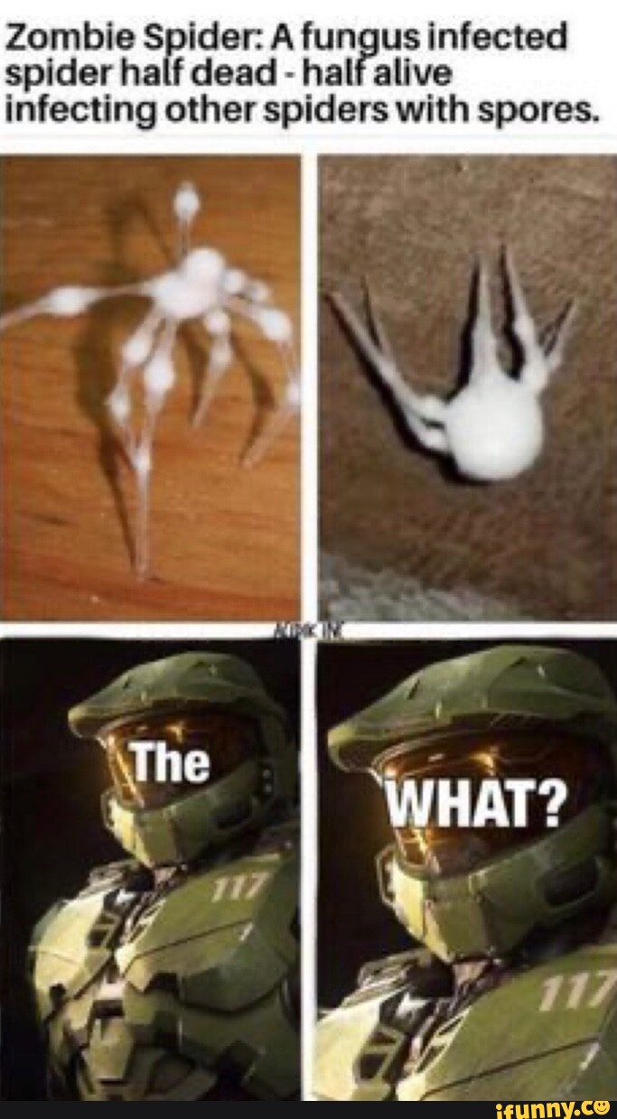 Zombie Spider: A fungus infected spider half dead - half alive ...