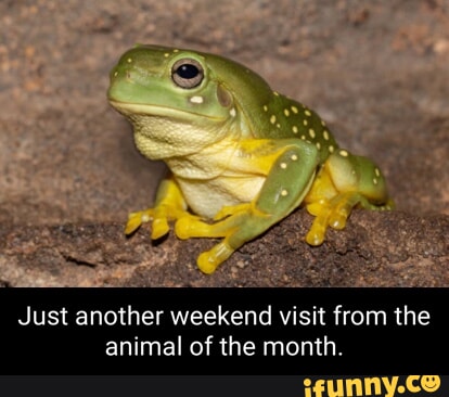 Just another weekend visit from the animal of the month. - iFunny