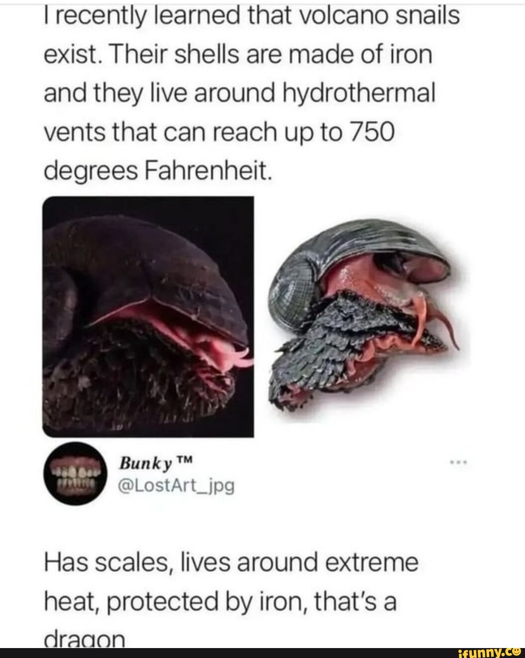 Snails memes. Best Collection of funny Snails pictures on iFunny