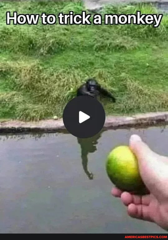 How to trick a monkey - America’s best pics and videos