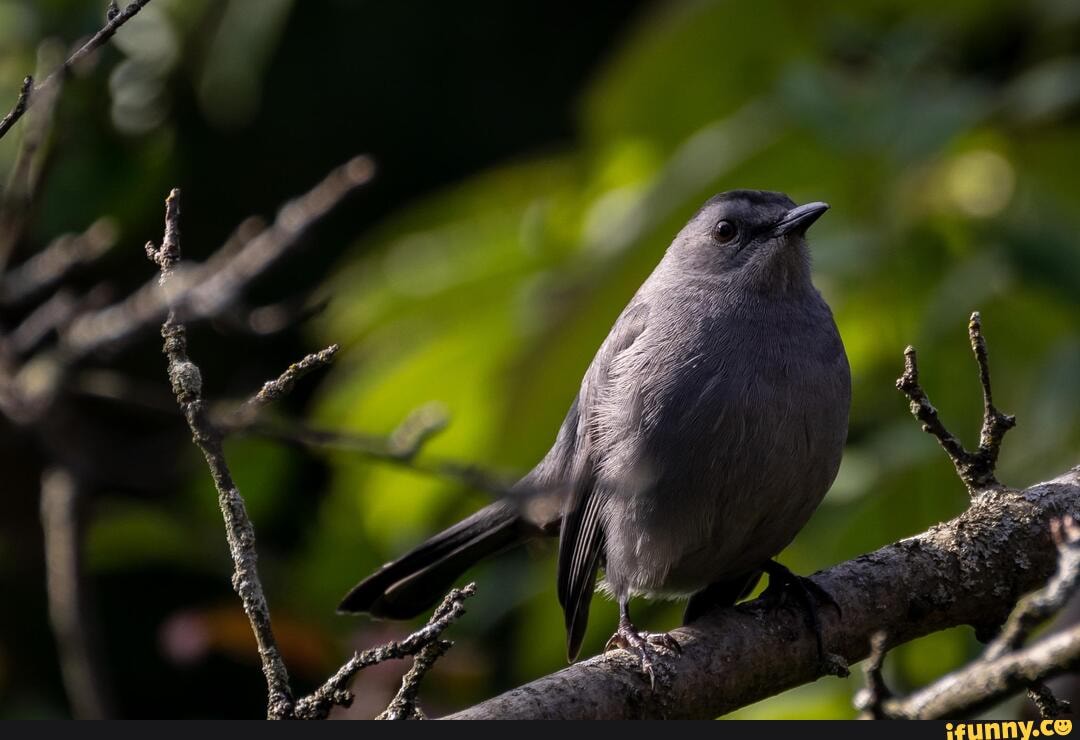 Catbird memes. Best Collection of funny Catbird pictures on iFunny Brazil