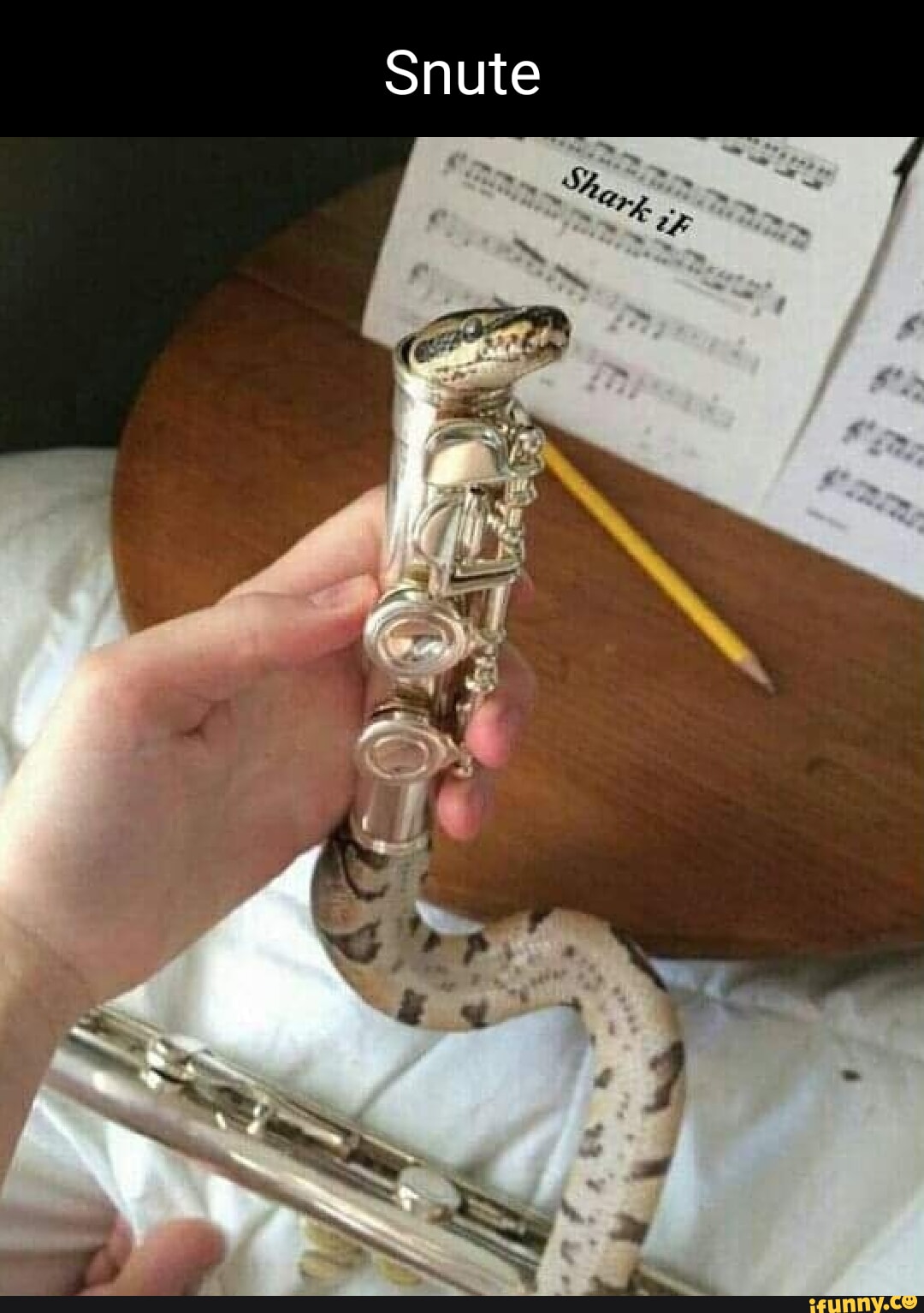 Flute memes. Best Collection of funny Flute pictures on iFunny
