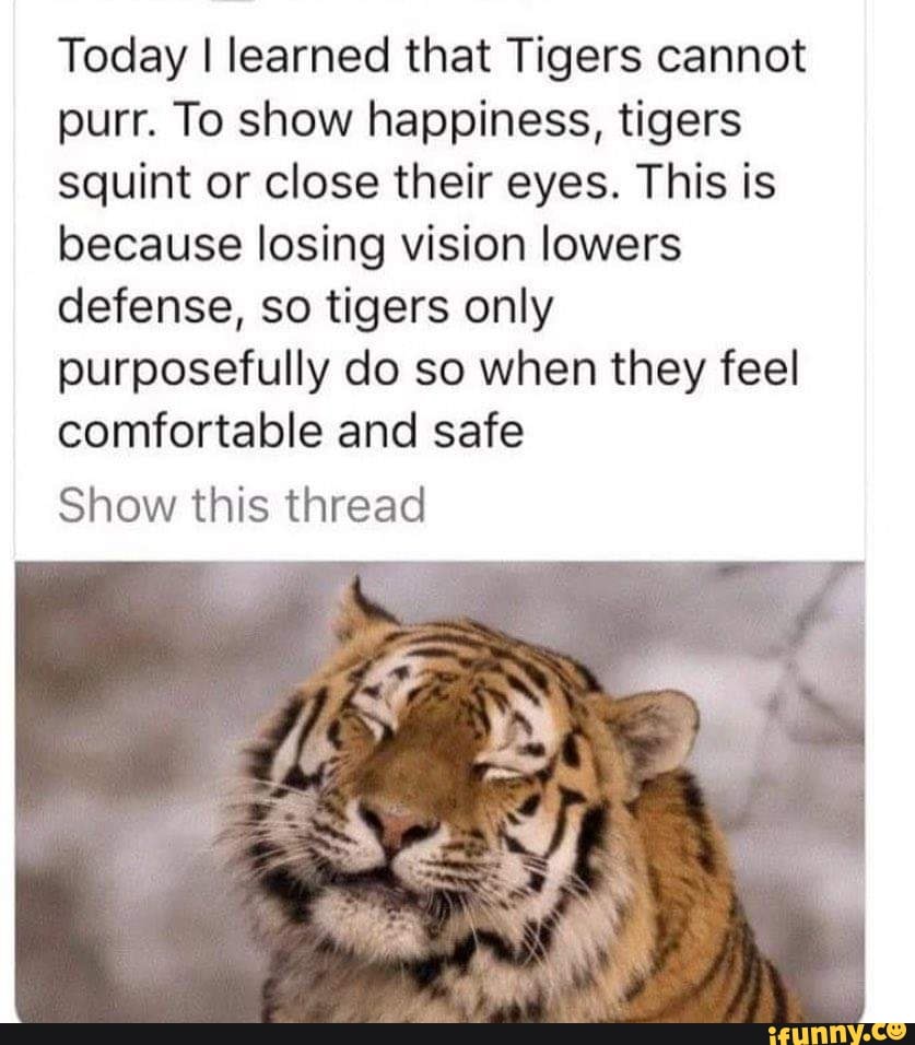 Today I learned that Tigers cannot purr. To show happiness, tigers ...