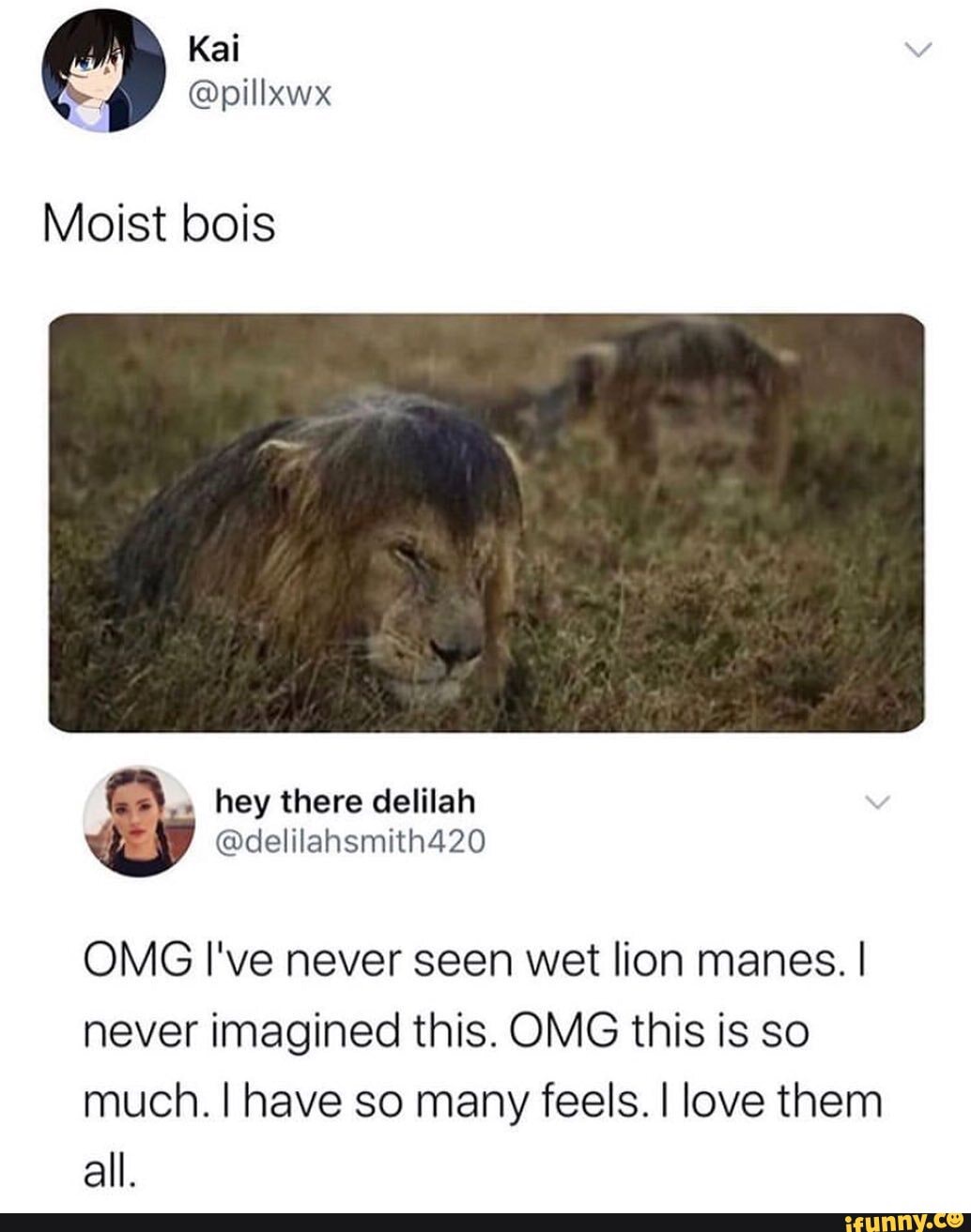 Moist bois OMG I've never seen wet lion manes. I never imagined this ...