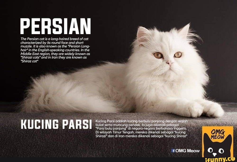 50 Cat Breeds a cat-lover must know. - PERSIAN The Persian cat is a ...
