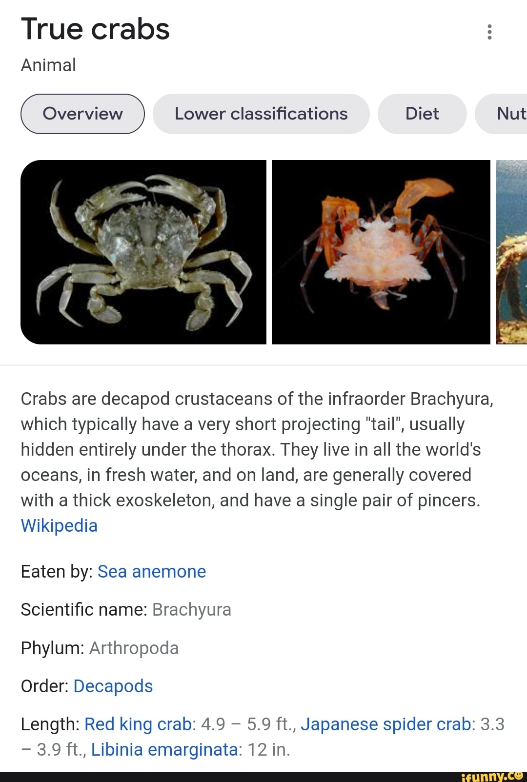 True crabs Animal Overview Lower classifications Diet Nut Crabs are ...