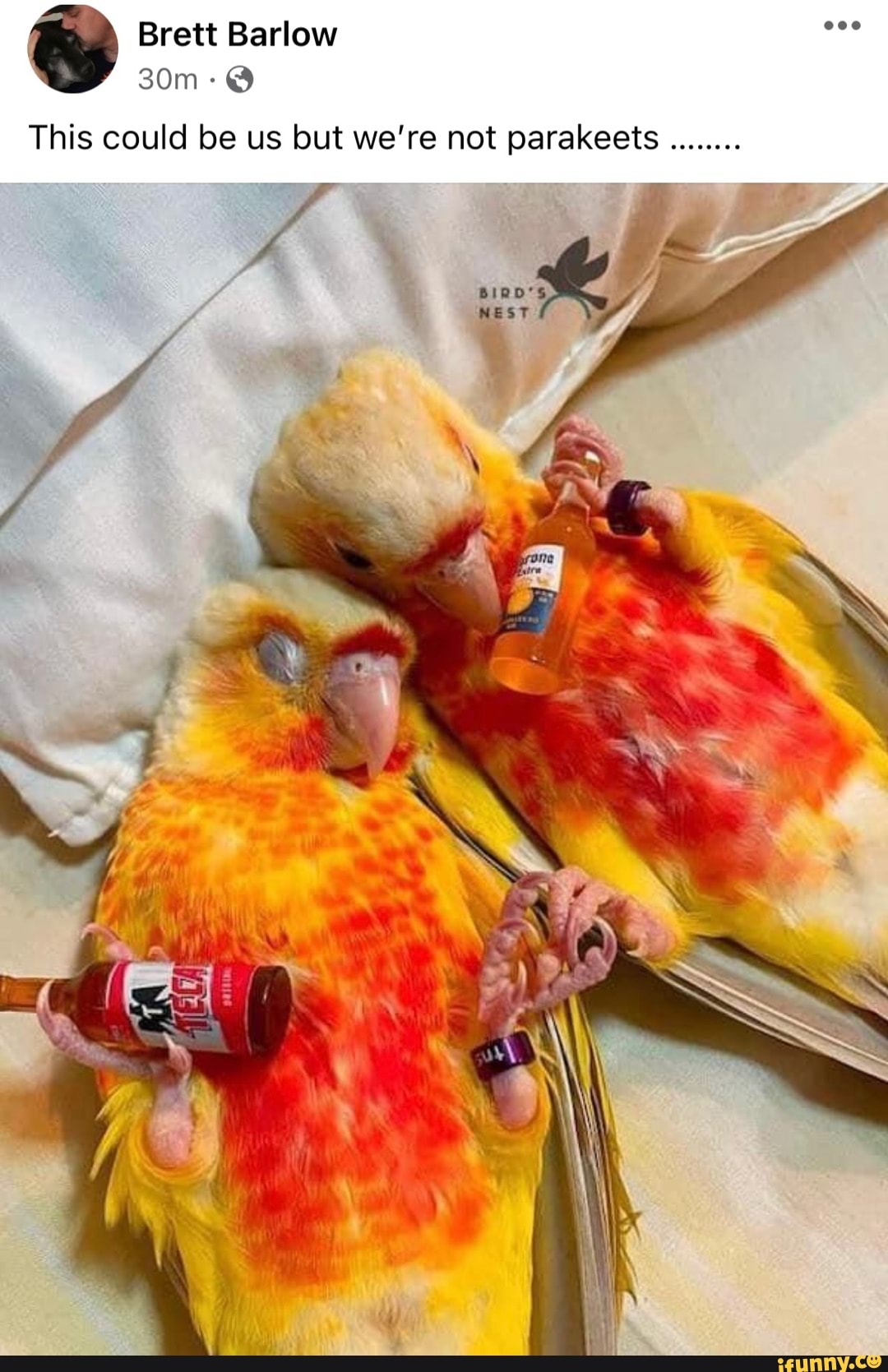 Parakeets memes. Best Collection of funny Parakeets pictures on iFunny