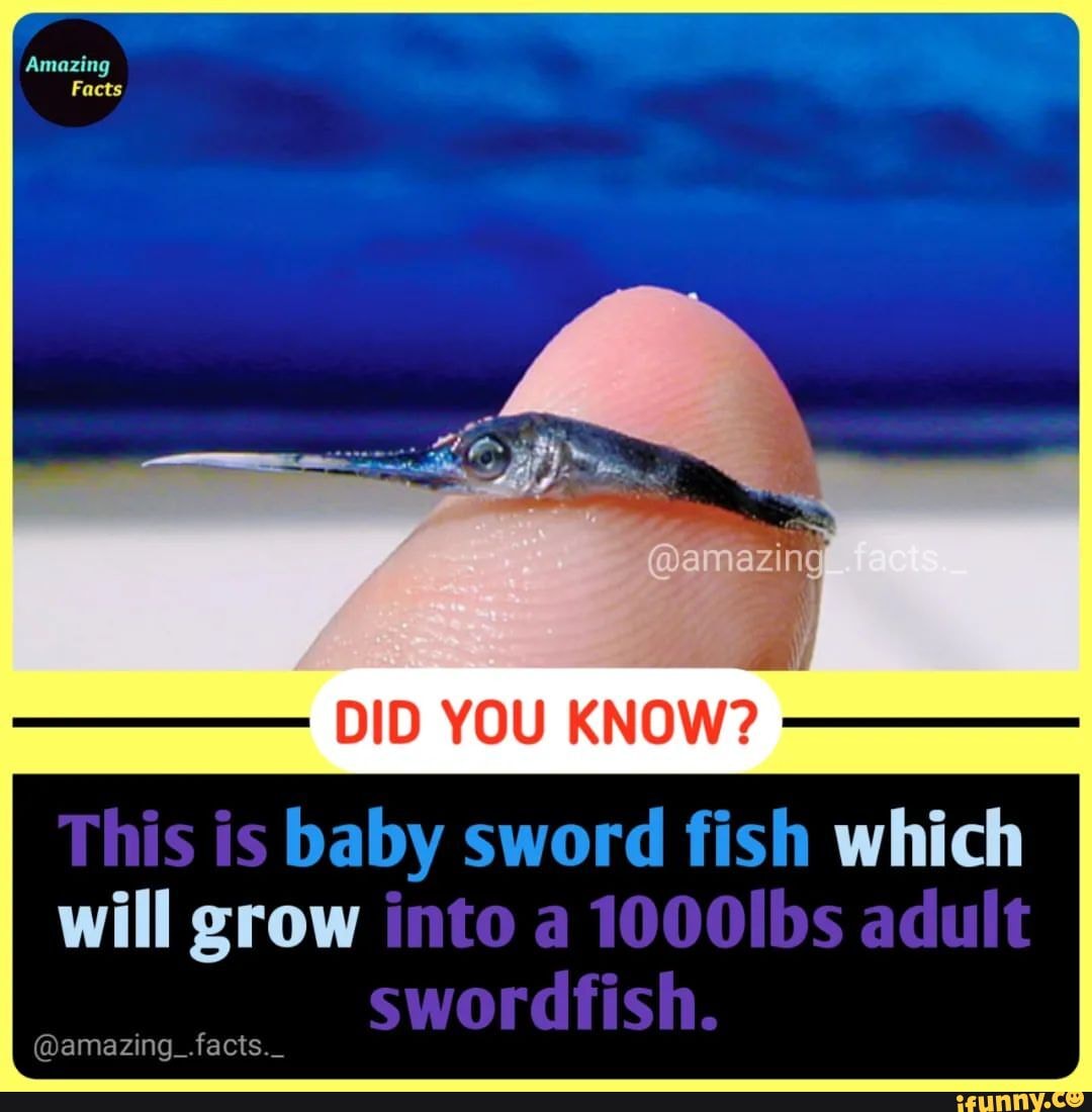 DID YOU KNOW? fis baby sword fish which will grow swordfish. @amazing ...