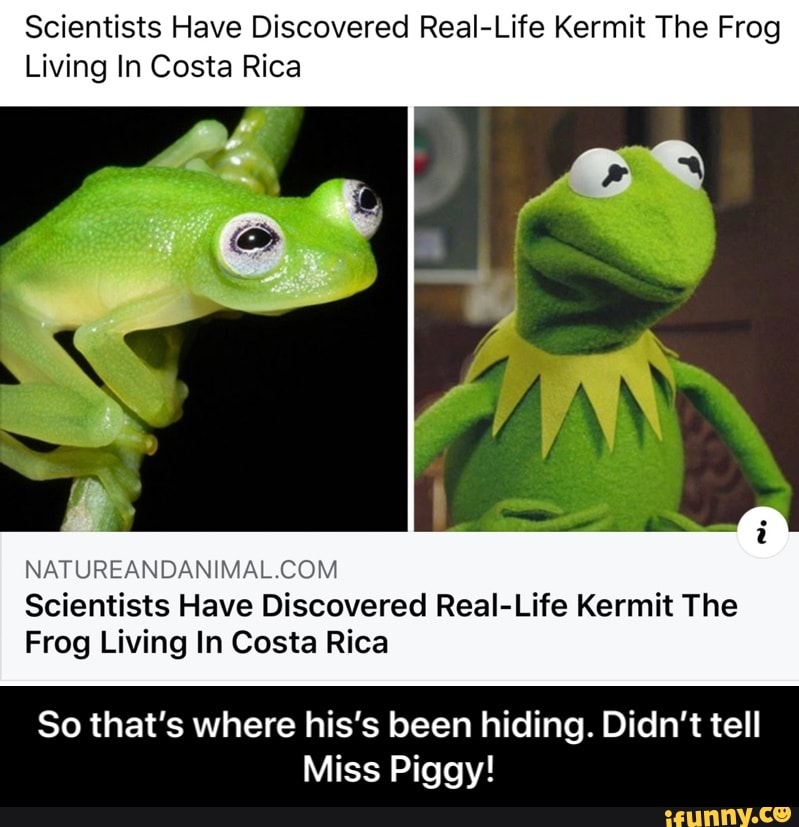 Scientists Have Discovered Real-Life Kermit The Frog Living In Costa ...
