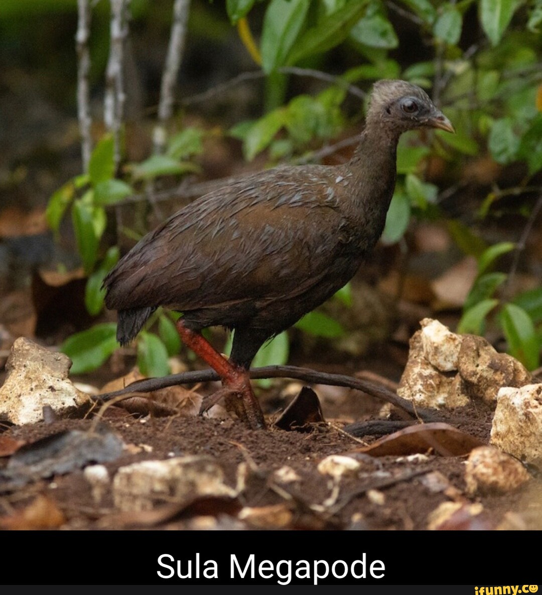 Megapode memes. Best Collection of funny Megapode pictures on iFunny