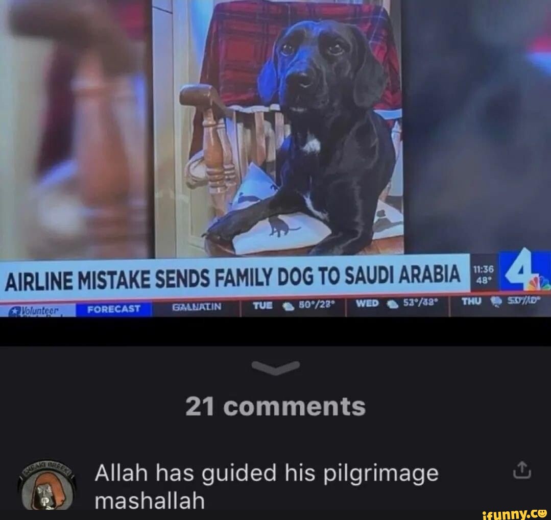 AIRLINE MISTAKE SENDS FAMILY DOG TO SAUDI ARABIA 4. I WLD 21 comments ...