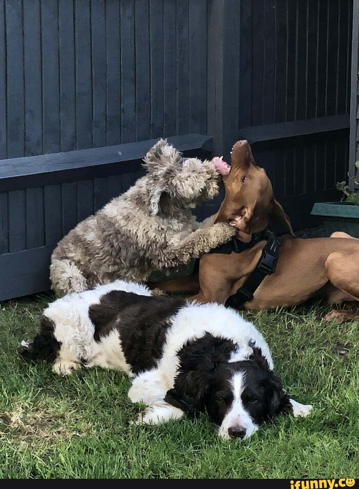 English_springer_spaniel memes. Best Collection of funny English ...