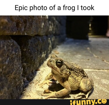 Epic photo of a frog I took - iFunny