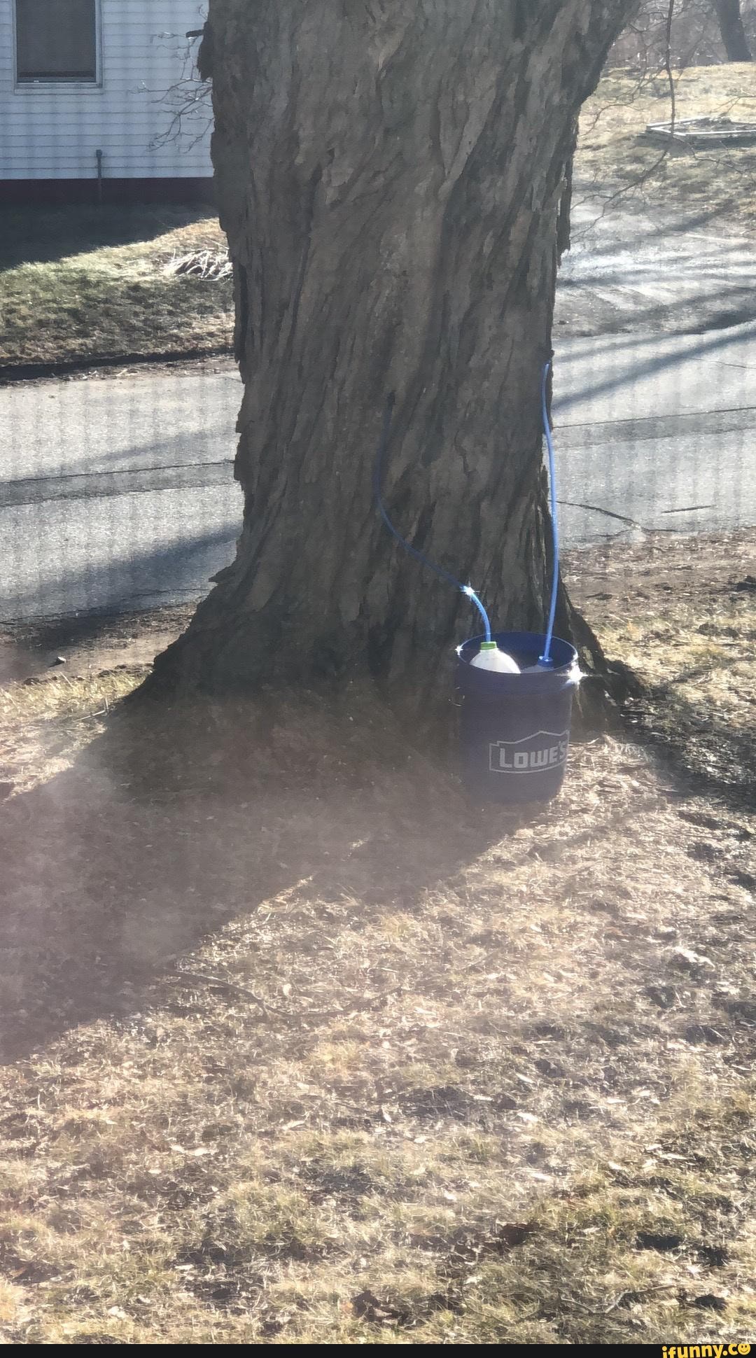 Maple_syrup memes. Best Collection of funny Maple_syrup pictures on iFunny