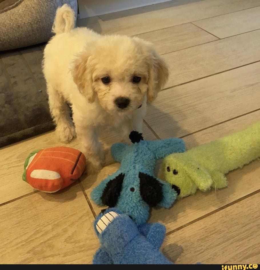 Bichon memes. Best Collection of funny Bichon pictures on iFunny