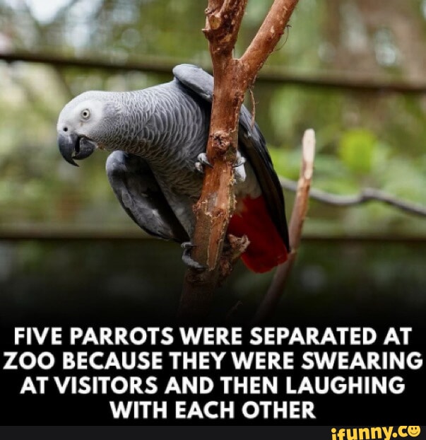 FIVE PARROTS WERE SEPARATED AT ZOO BECAUSE THEY WERE SWEARING AT ...