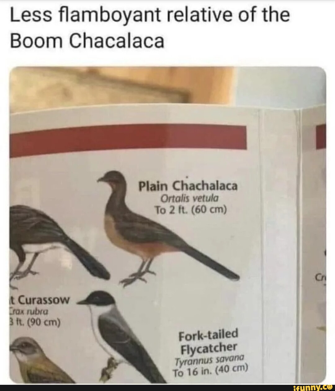 Less flamboyant relative of the Boom Chacalaca Plain Chachalaca Ortalis ...