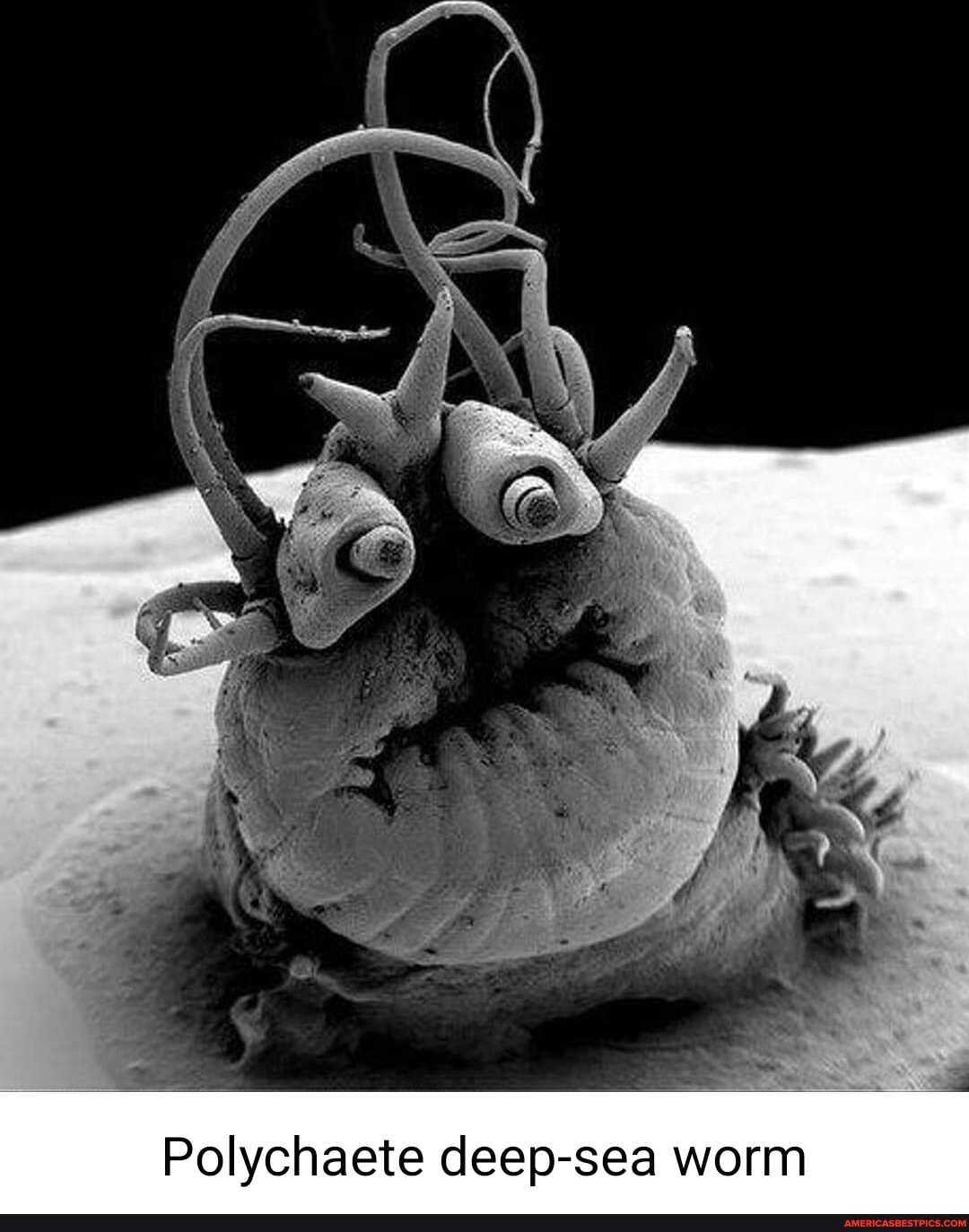Polychaete deep-sea worm - America’s best pics and videos