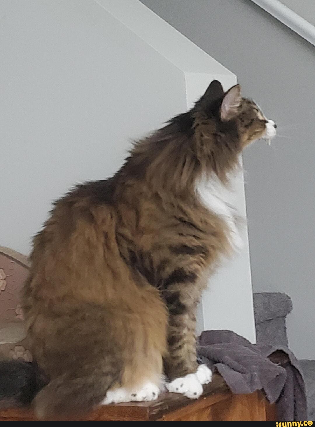 Cursed_yawn - iFunny