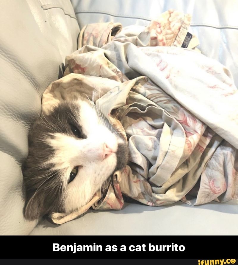 Burrito Cat Meme